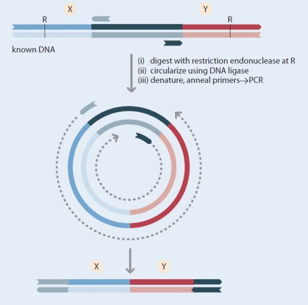 معرفی تکنیک Inverse PCR - دکتر مجازی
