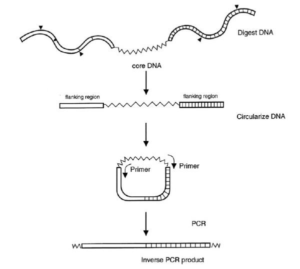 معرفی تکنیک Inverse PCR - دکتر مجازی