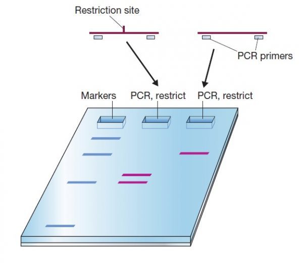 تکنیک PCR-RFLP - دکتر مجازی