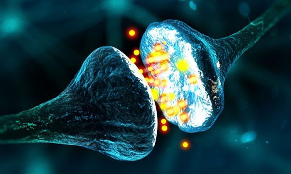 پروتئین های پلاک مغزی در آلزایمر دکتر مجازی