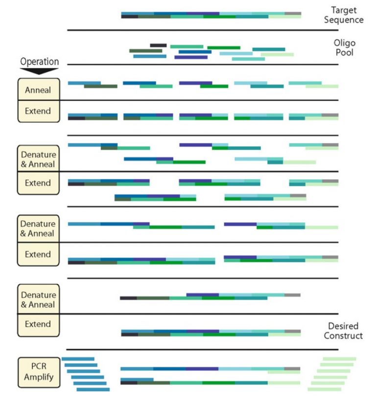 معرفی تکنیک Polymerase Cycling Assembly یا PCA - دکتر مجازی
