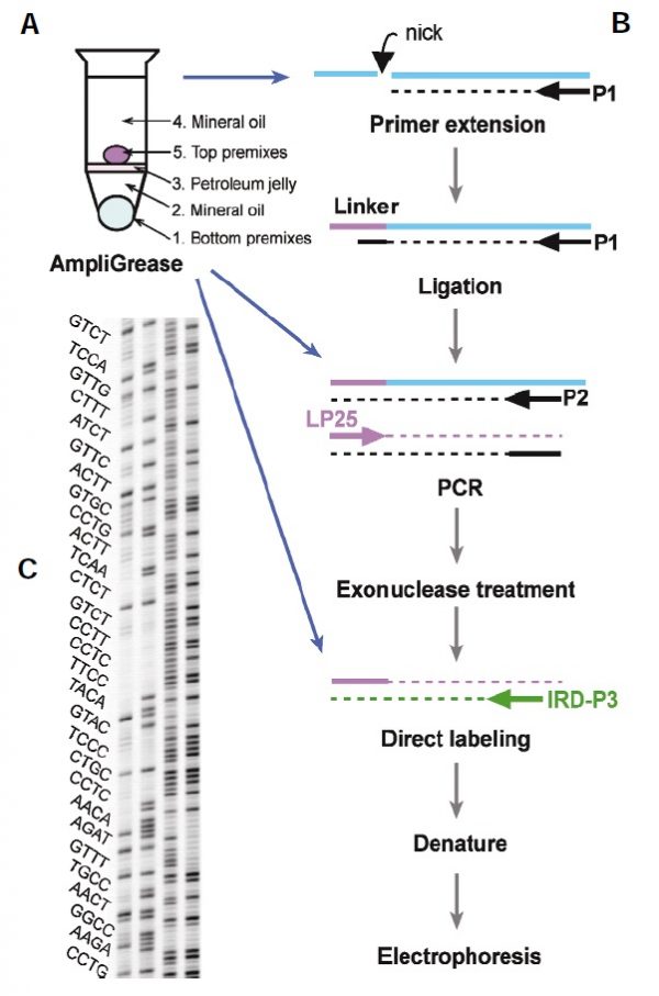 معرفی تکنیک Ligation-mediated PCR - دکتر مجازی