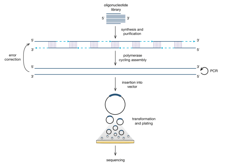 معرفی تکنیک Polymerase Cycling Assembly یا PCA - دکتر مجازی