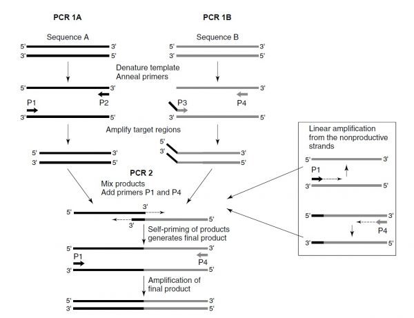 معرفی تکنیک overlap extension PCR - دکتر مجازی